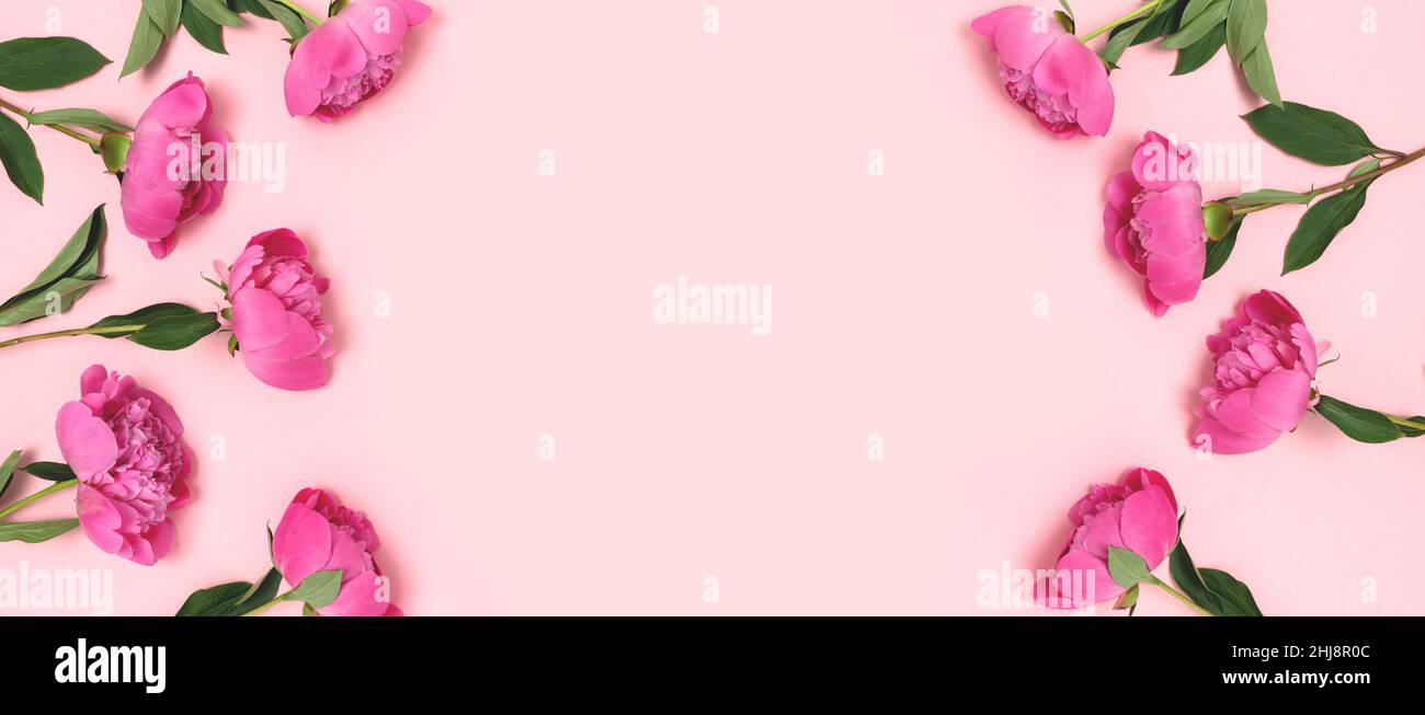 Peony flowers on a pink pastel background. Floral frame with place for ...