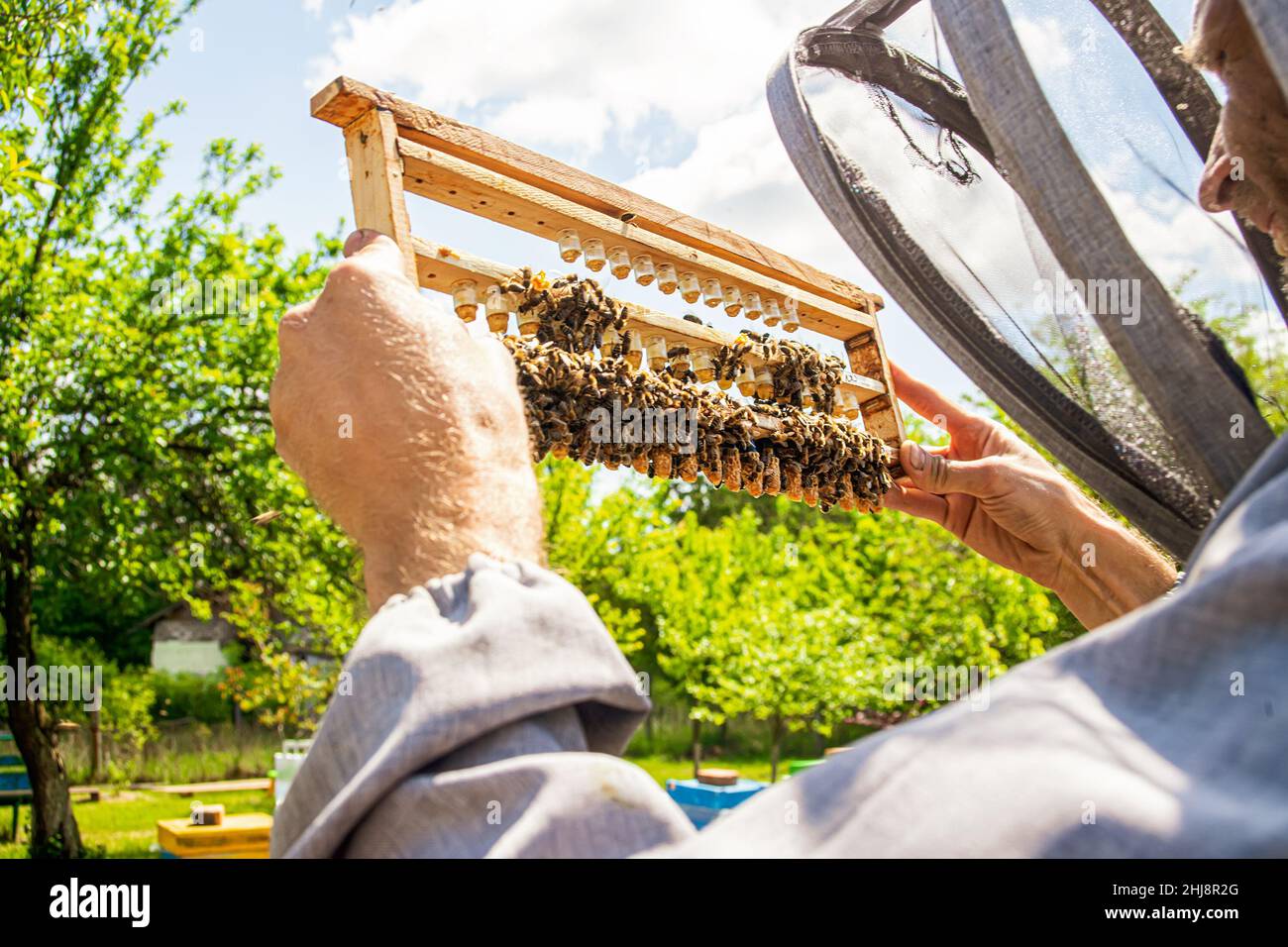 Beekeeping queen cell for larvae of queen bees. beekeeper in apiary ...