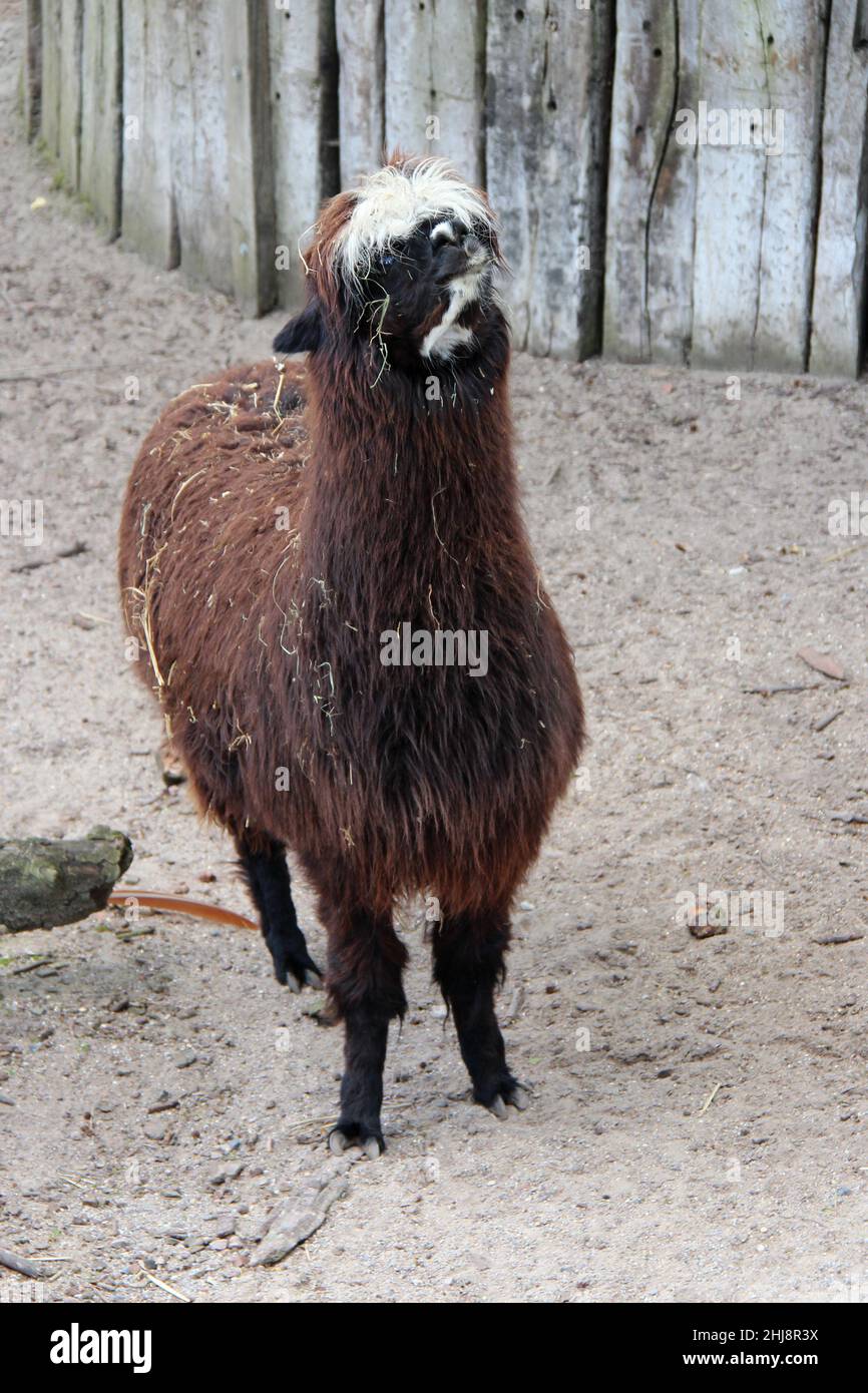 alpaca in a zoo in france Stock Photo - Alamy