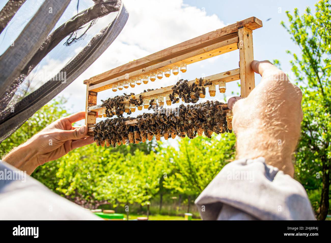 Beekeeping queen cell for larvae of queen bees. beekeeper in apiary ...