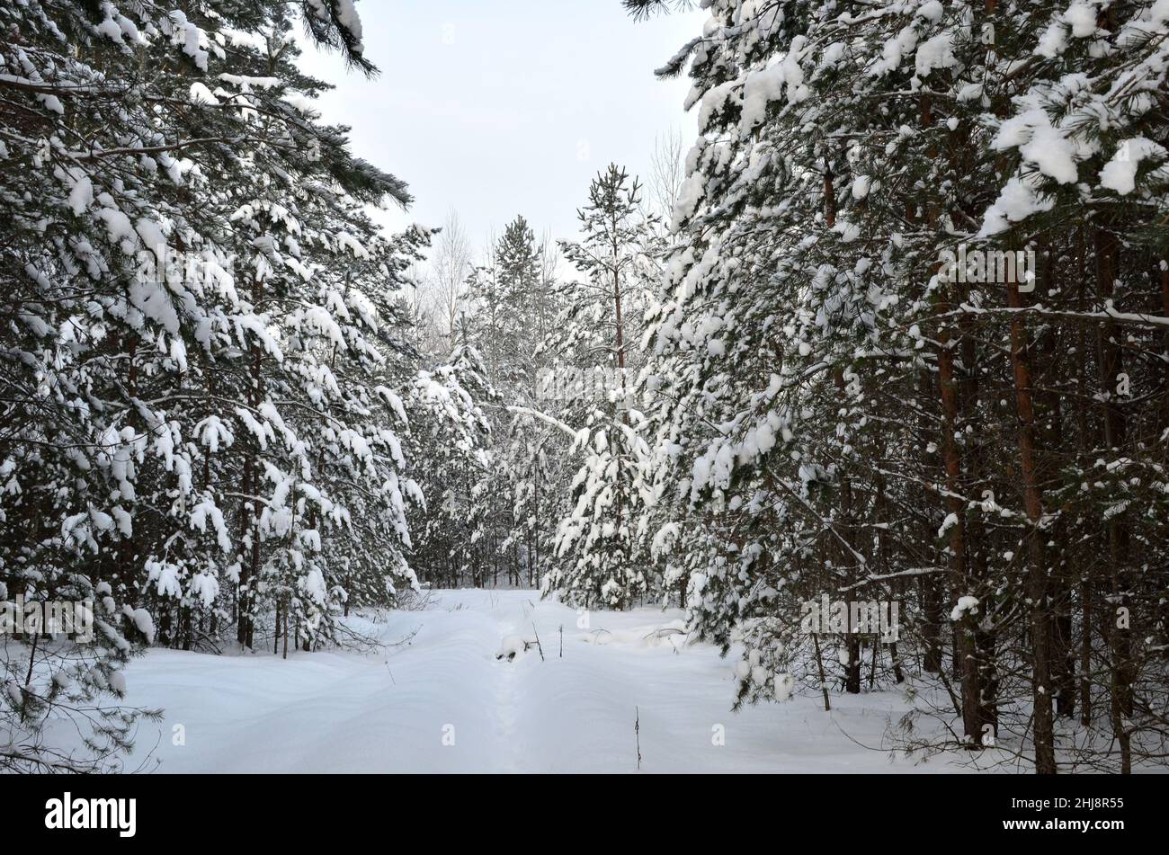 Awesome winter landscape. A snow-covered path among the trees in the ...