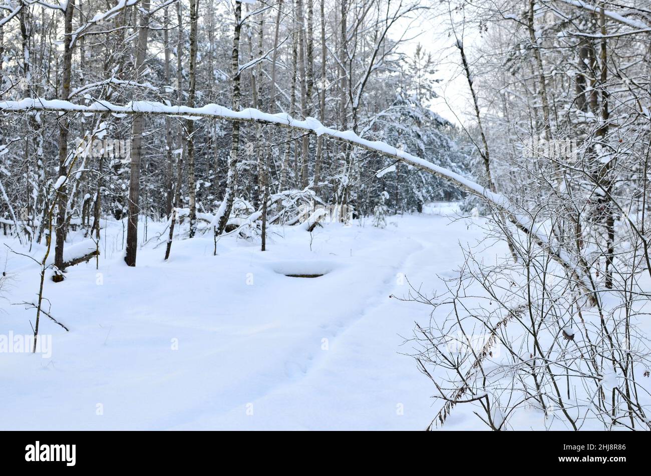 Awesome winter landscape. A snow-covered path among the trees in the ...
