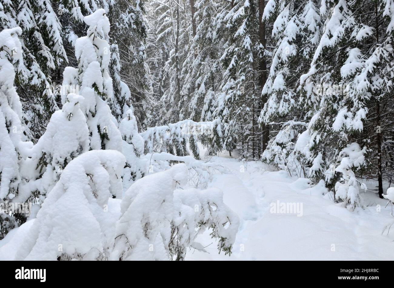 Awesome winter landscape. A snow-covered path among the trees in the ...