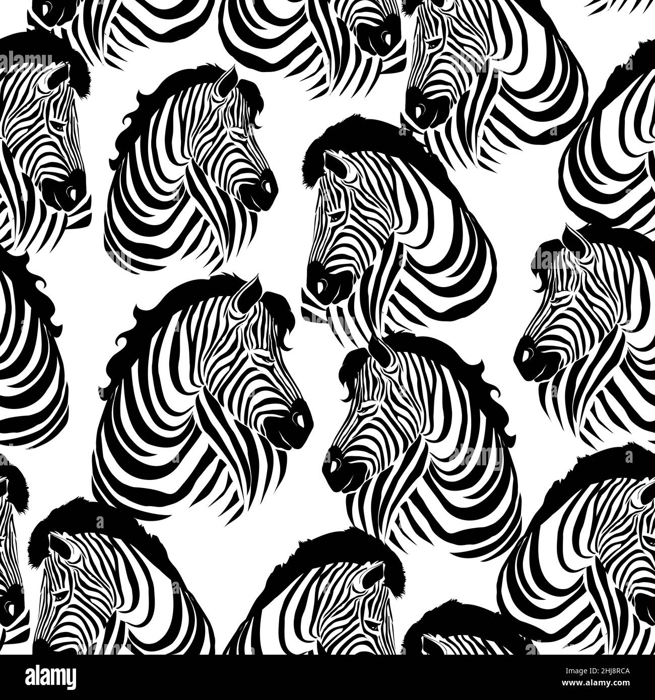 Zebra pattern, striped zebra on a white background illustration, animal ...
