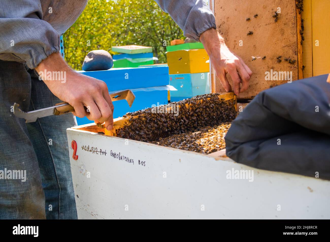 Beekeeping queen cell for larvae queen bees. beekeeper in apiary with ...