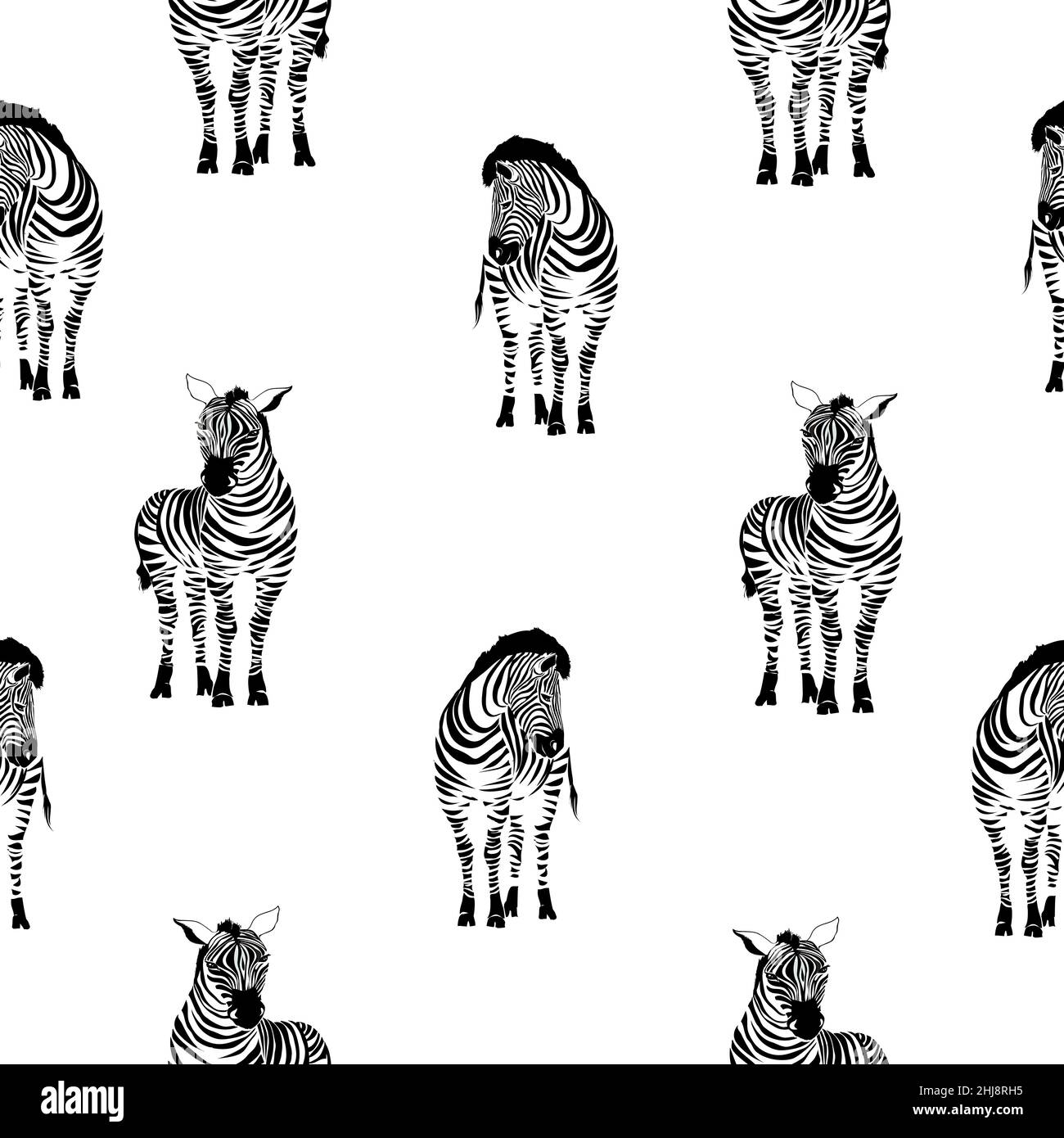 Zebra pattern, striped zebra on a white background illustration, animal ...