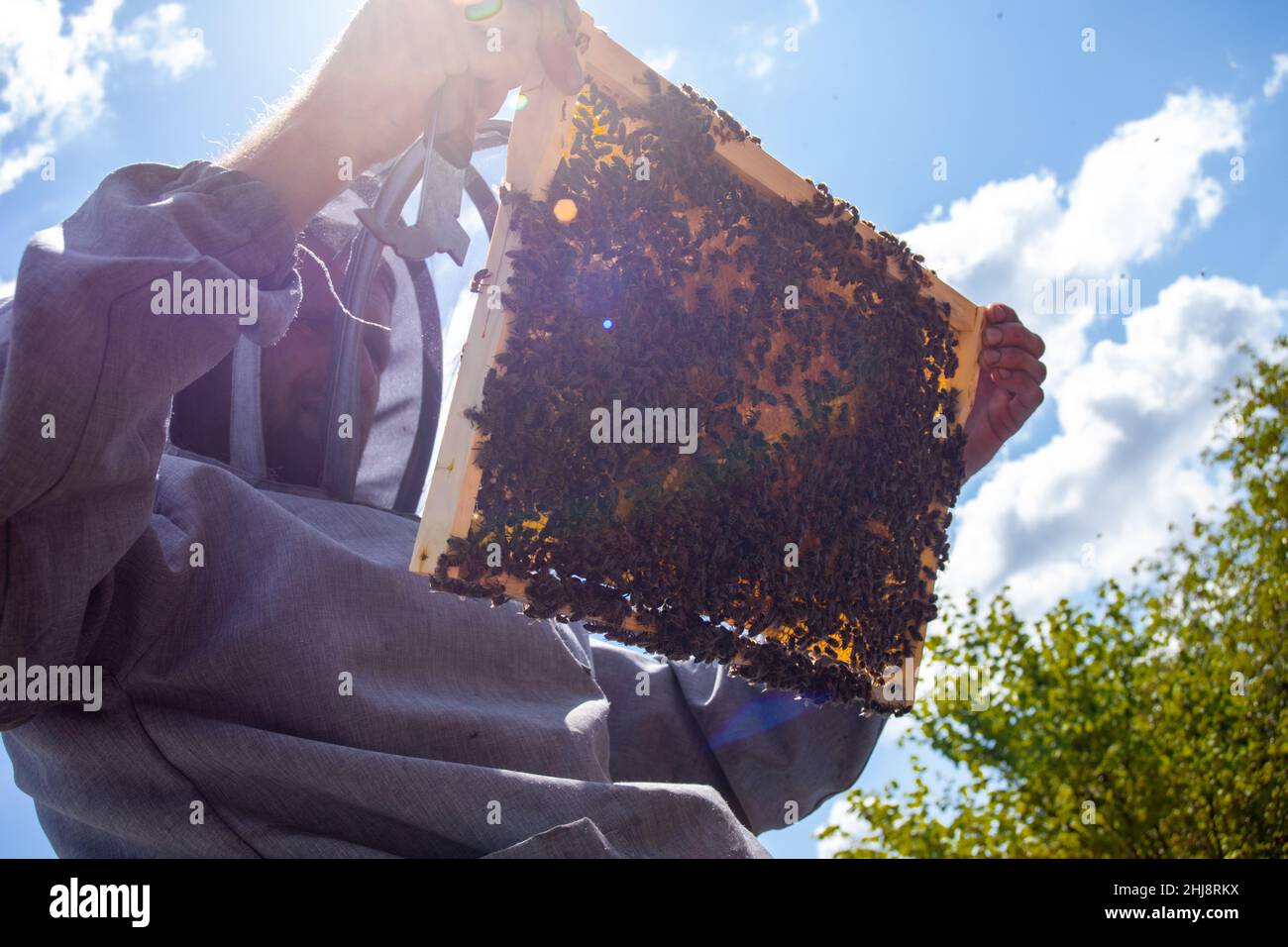 beekeeper holds frame with sealed brood. man in protective suit works ...