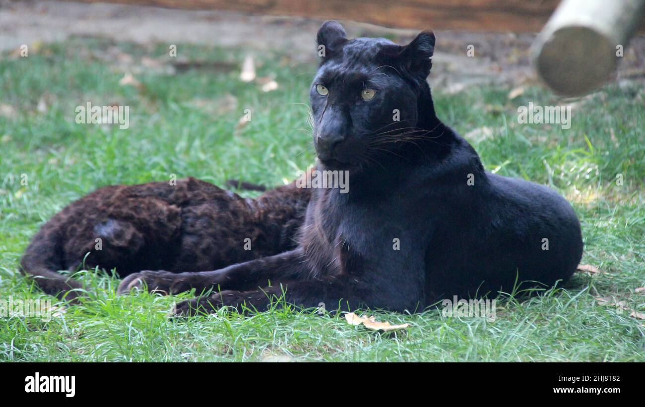 black panther in a zoo in france Stock Photo - Alamy