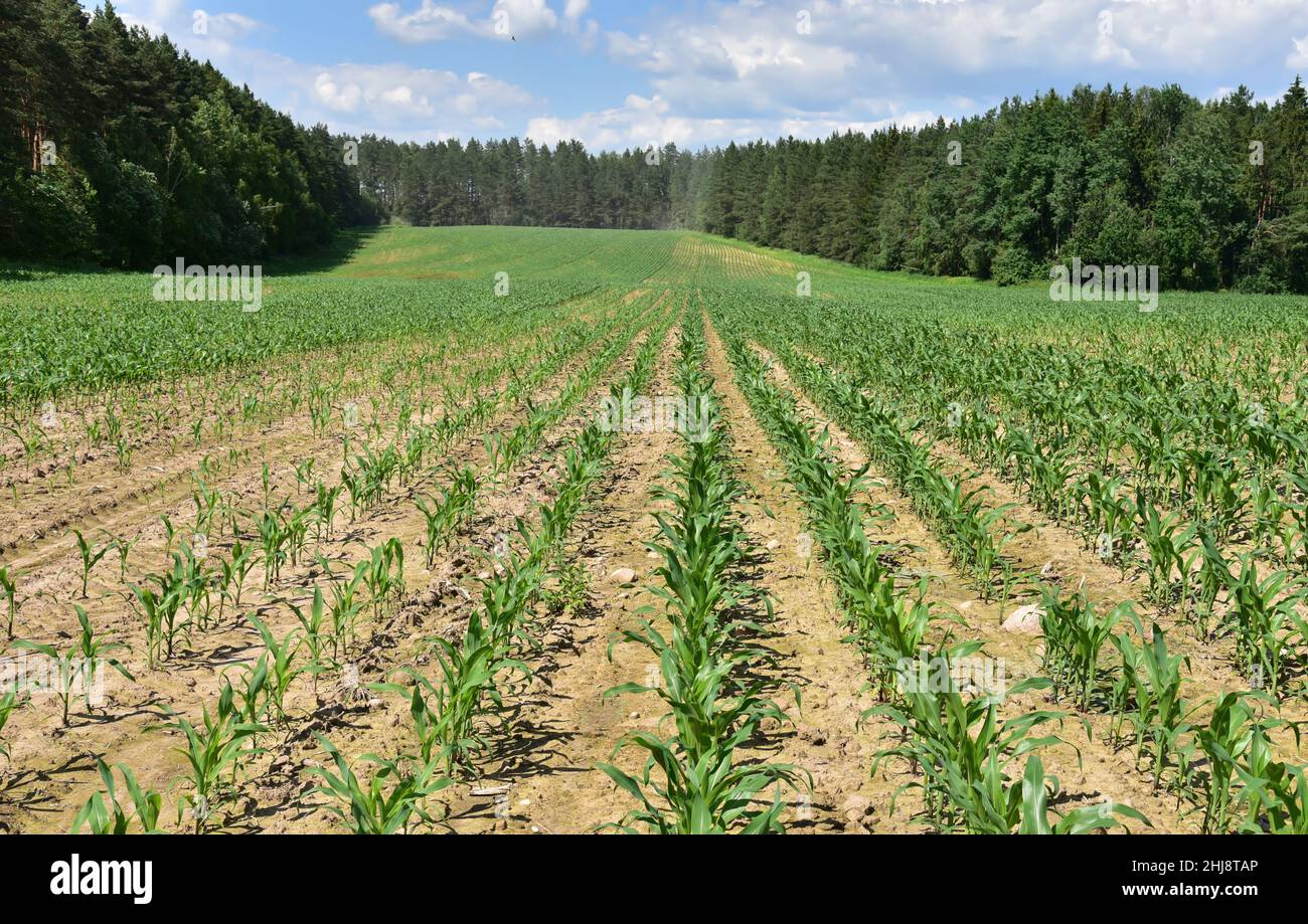 Corn on the green stalk in the field. Maize or sweetcorn plants ...