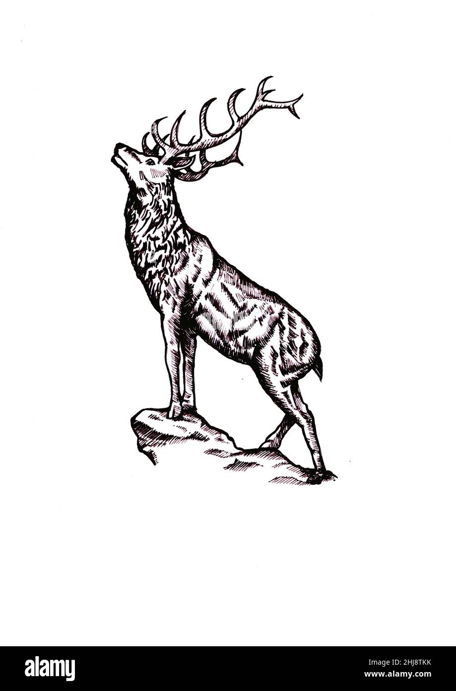 Sketch of a stag standing on a rock on a white background Stock Photo ...