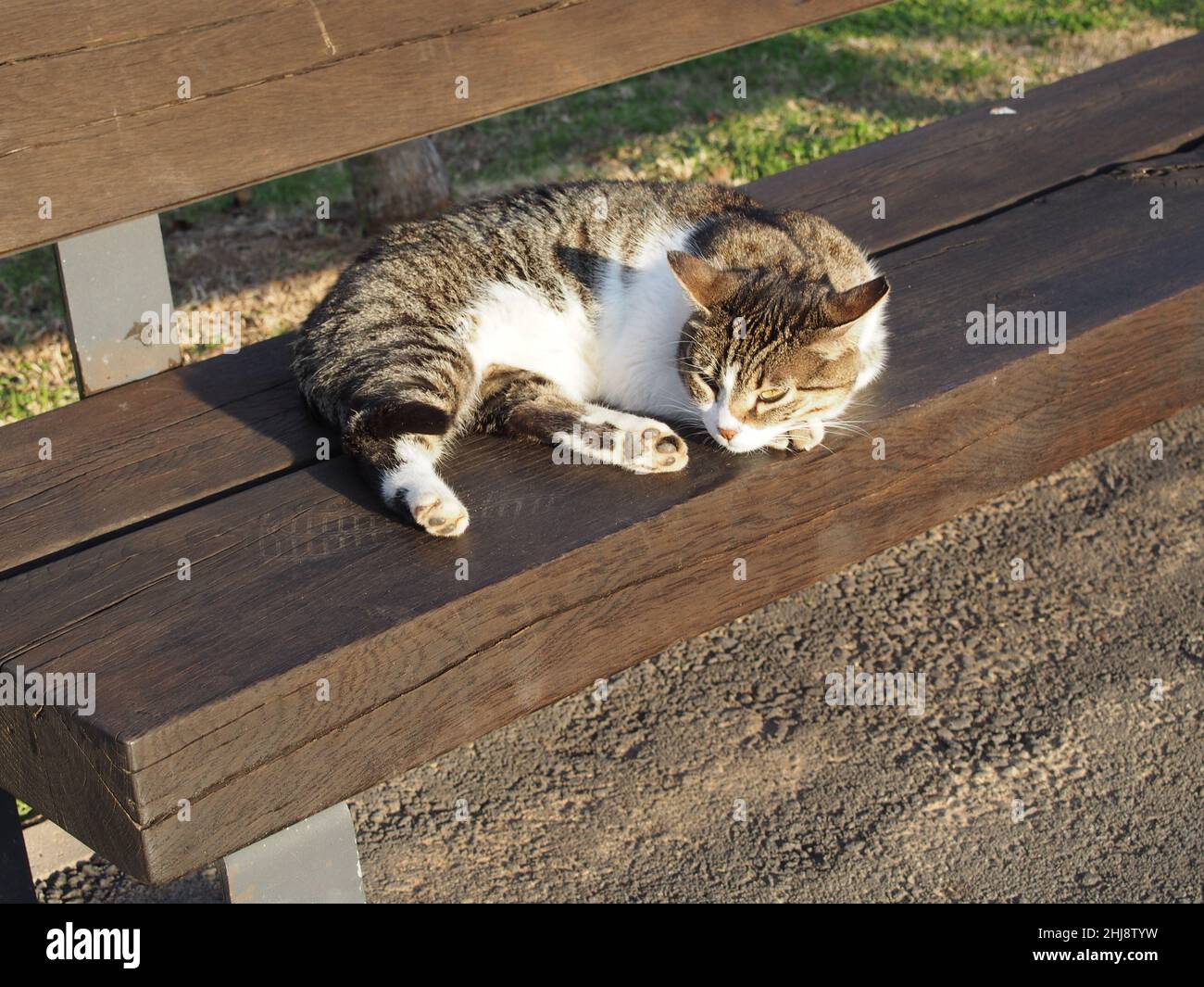 A cat basking in sun on a public bench Stock Photo - Alamy