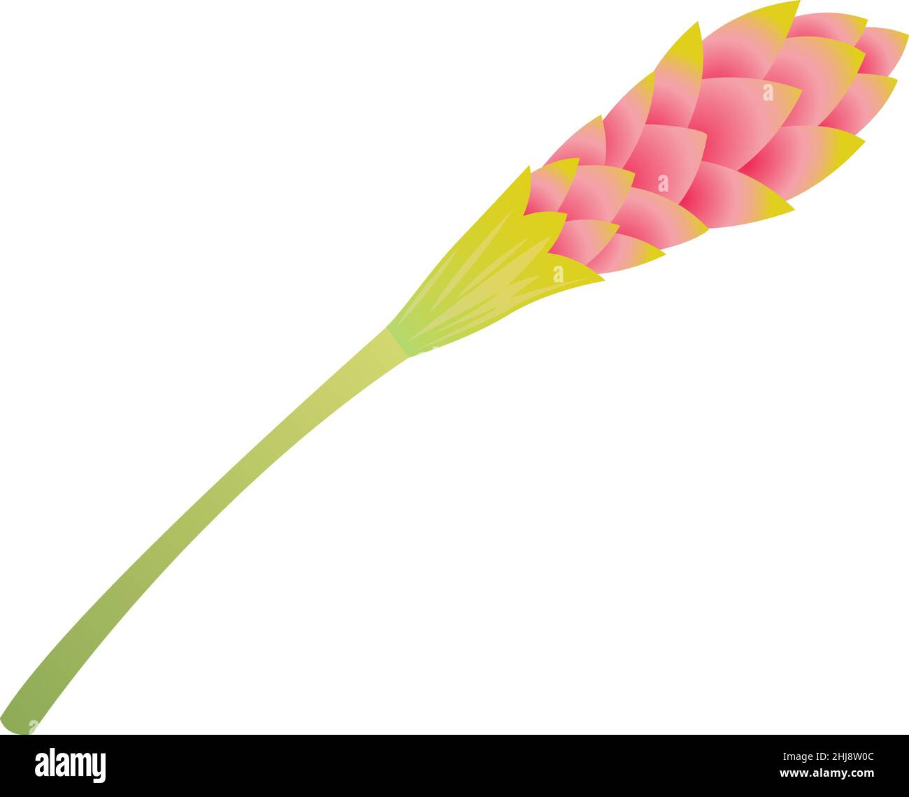 Pink plant in garden Stock Vector Images - Alamy
