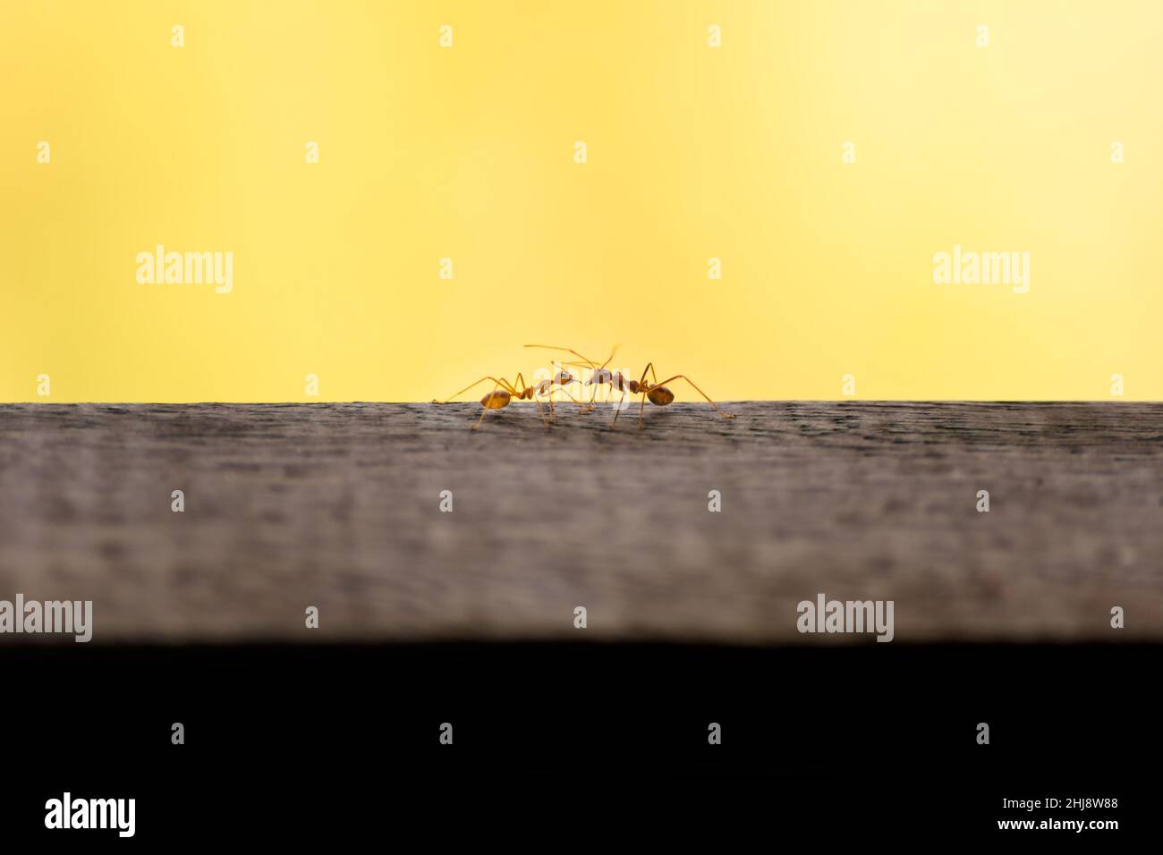 Ants Teamwork Ppt