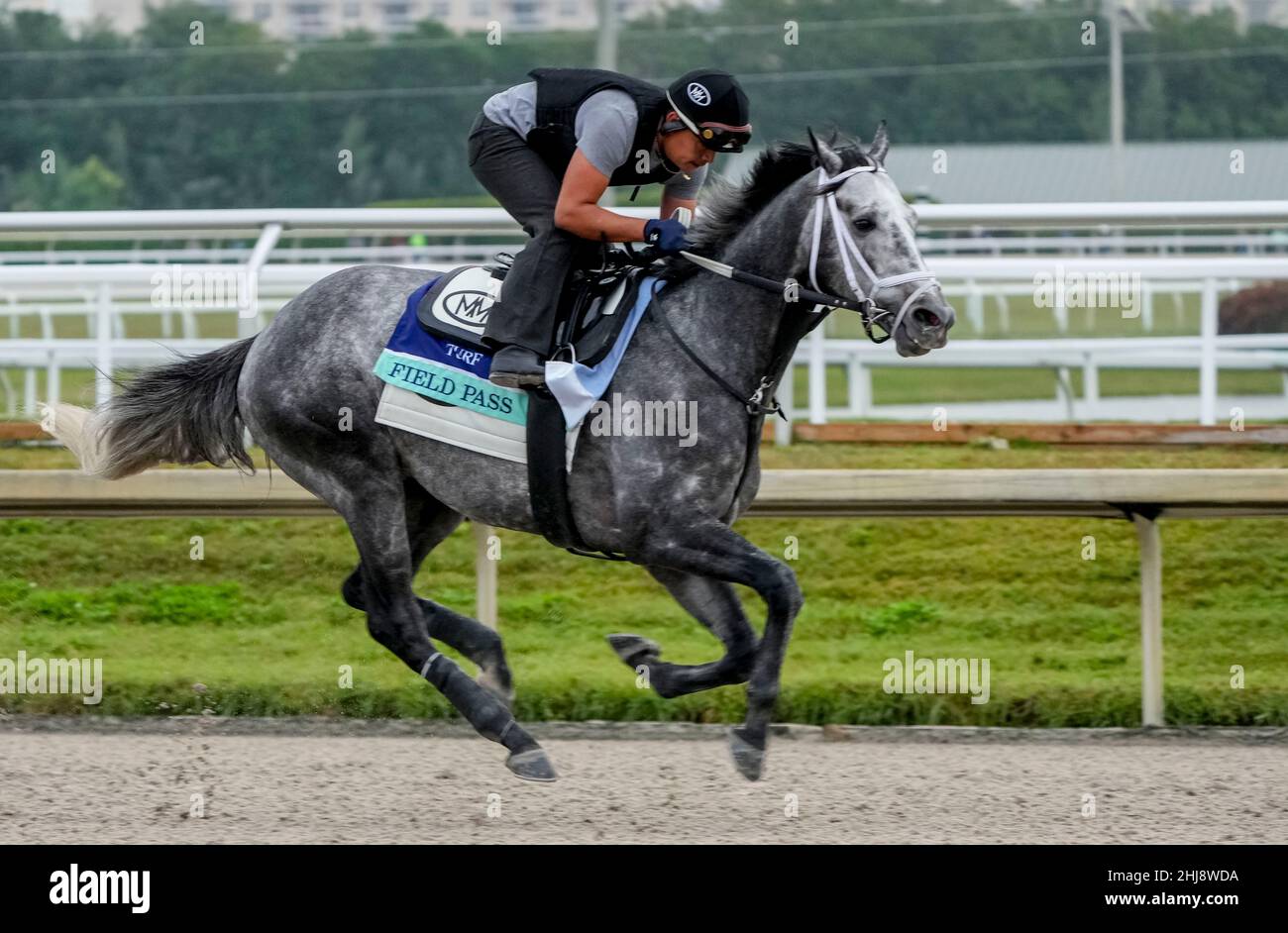 Pegasus field hi-res stock photography and images - Alamy