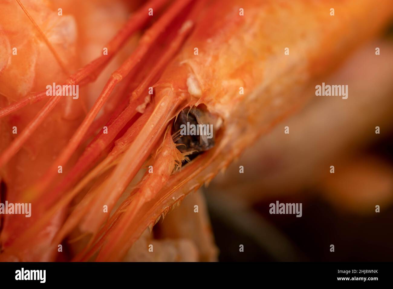 Atlantic shrimp cooked with allspice and bay leaf close-up, surface ...