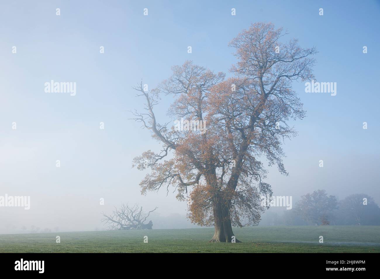 Tree in mist hi-res stock photography and images - Alamy