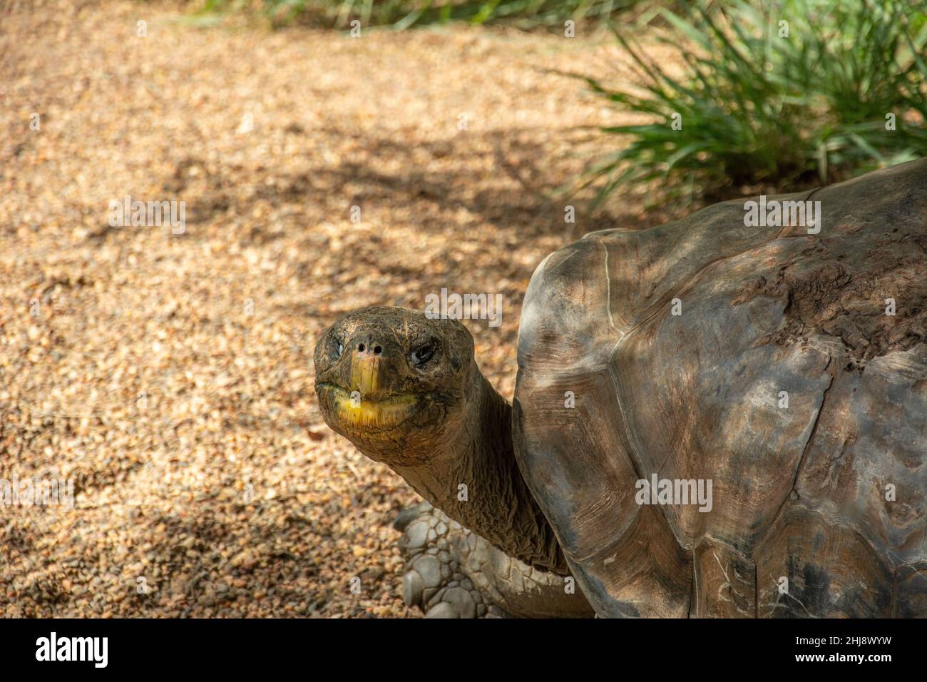 Galapagos tortoise saddleback hi-res stock photography and images - Alamy