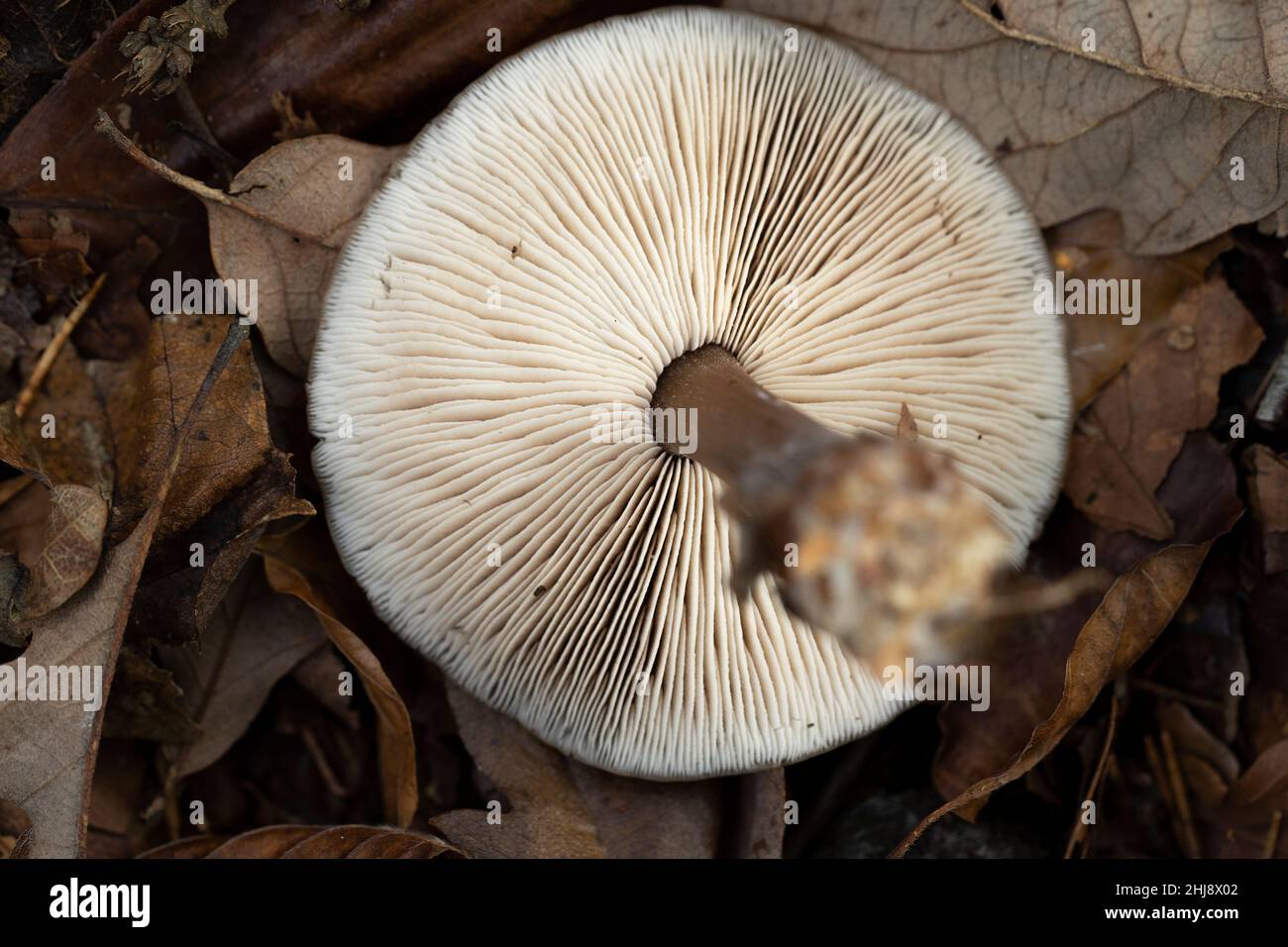 View under a mushroom hood lying upside down on the forest ground with ...