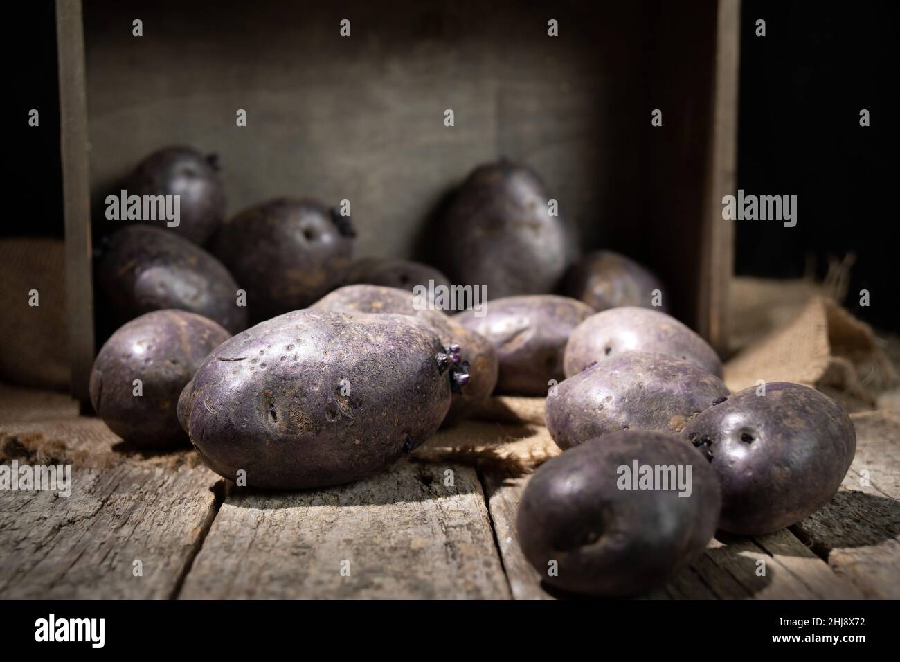 Vitelotte purple potato tubers rolled out of a wooden box Stock Photo ...