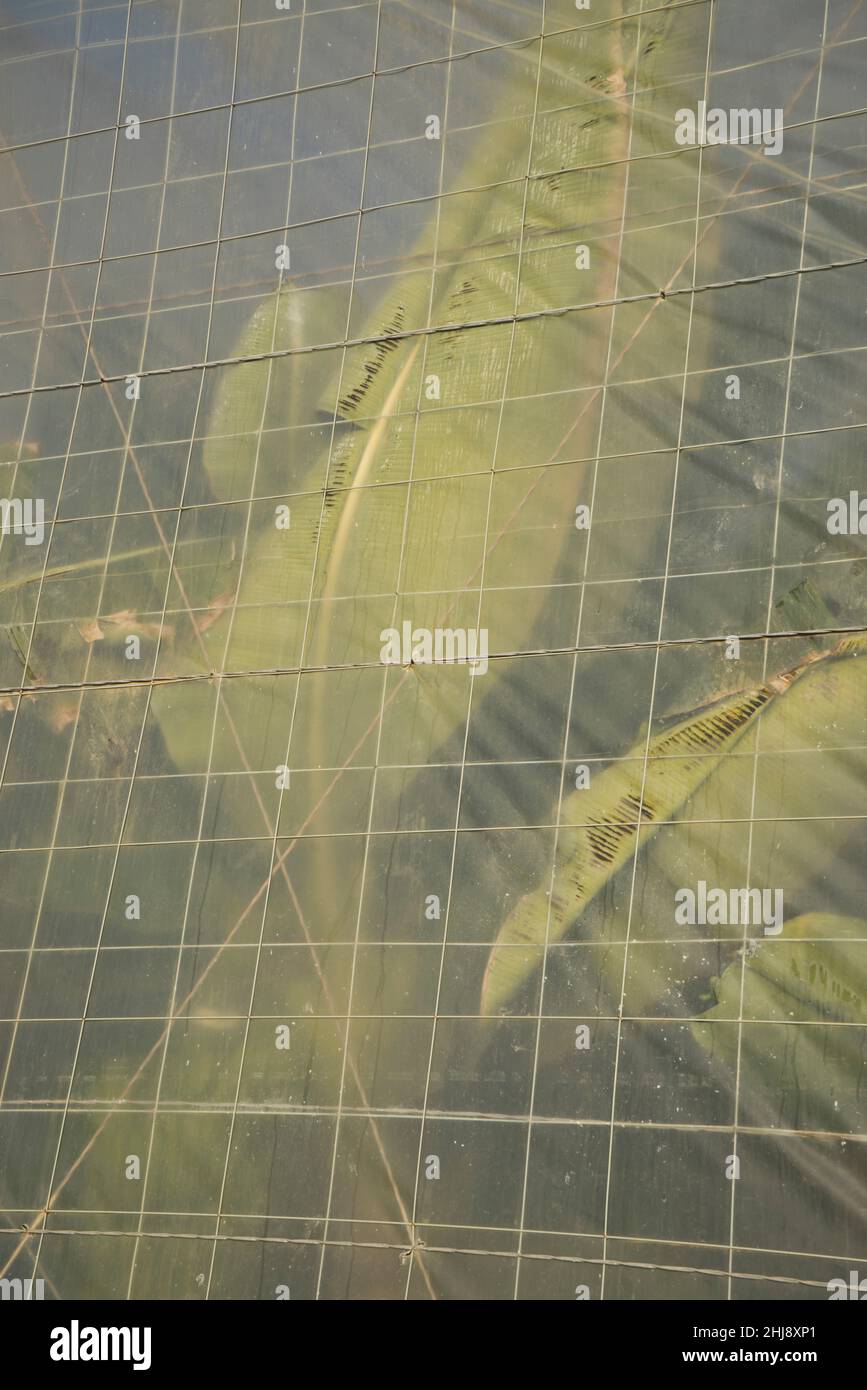 Plastic greenhouses to grow bananas and winter fruits for northern ...