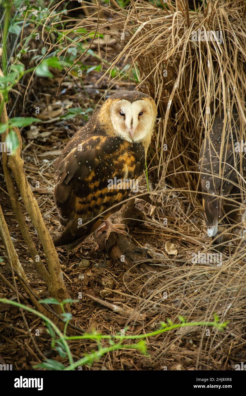 The eastern grass owl (Tyto longimembris), also known as Chinese grass ...
