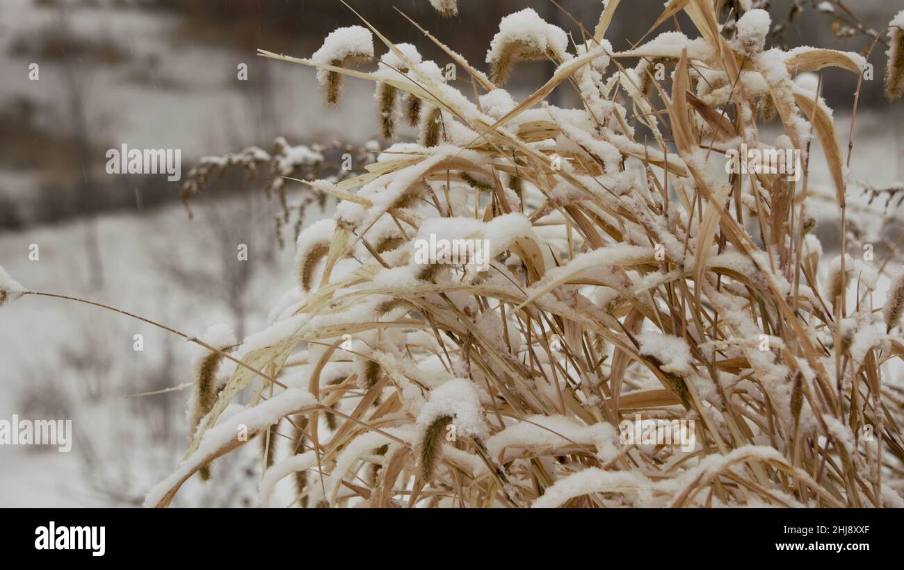 Dog's-tail grass or Cynosurus cristatus covered in snow Stock Photo - Alamy