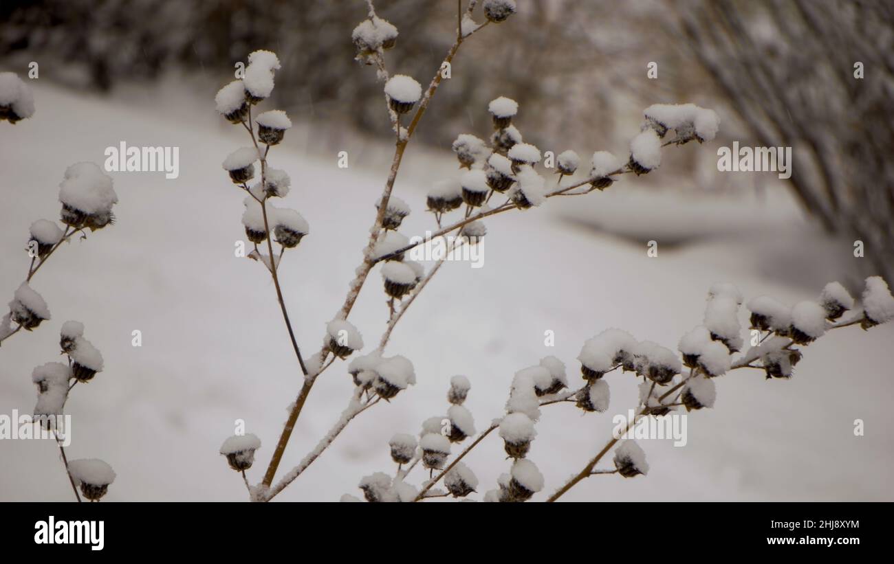 Crested dogs tail grass hi-res stock photography and images - Alamy