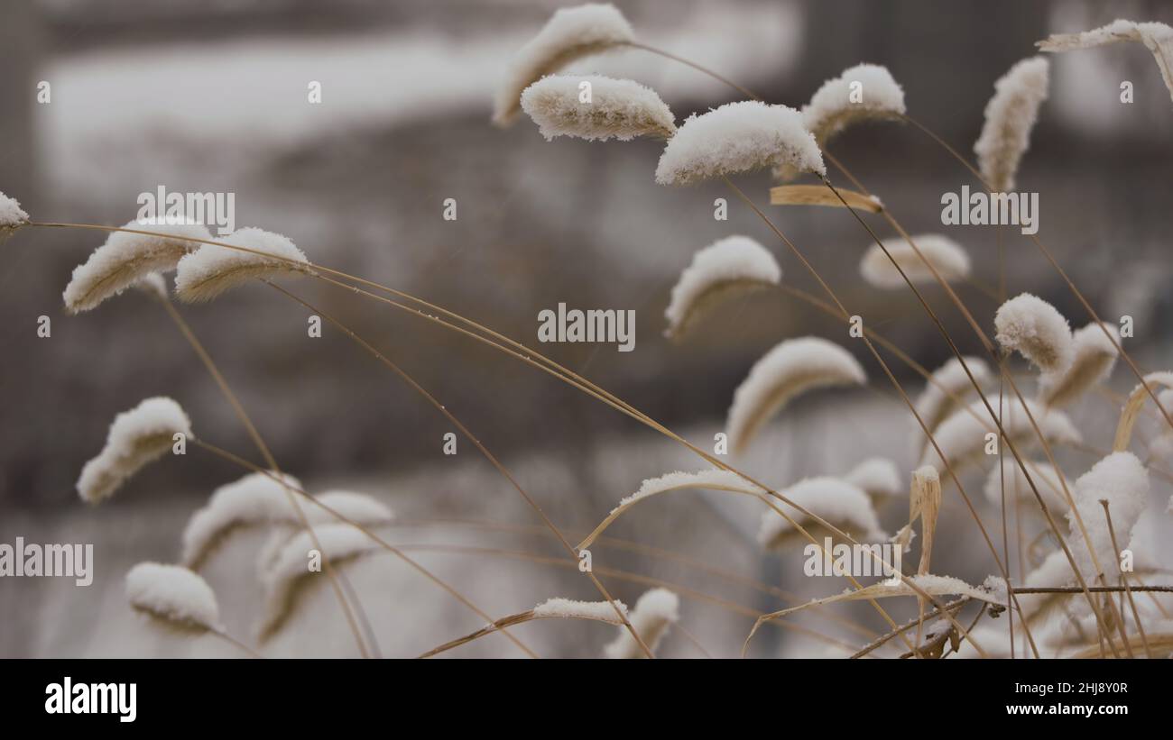 Dog's-tail grass or Cynosurus cristatus covered in snow Stock Photo - Alamy