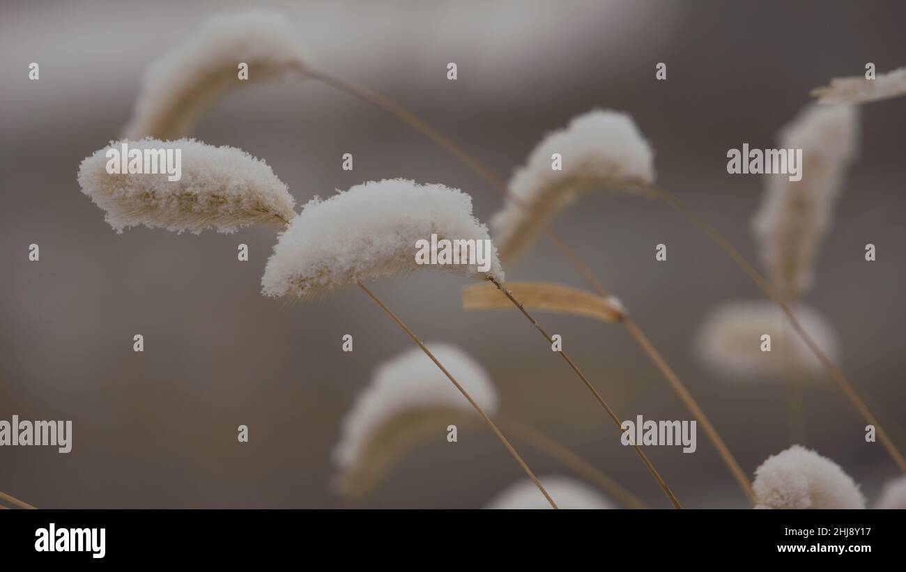 Dog's-tail grass or Cynosurus cristatus covered in snow Stock Photo - Alamy