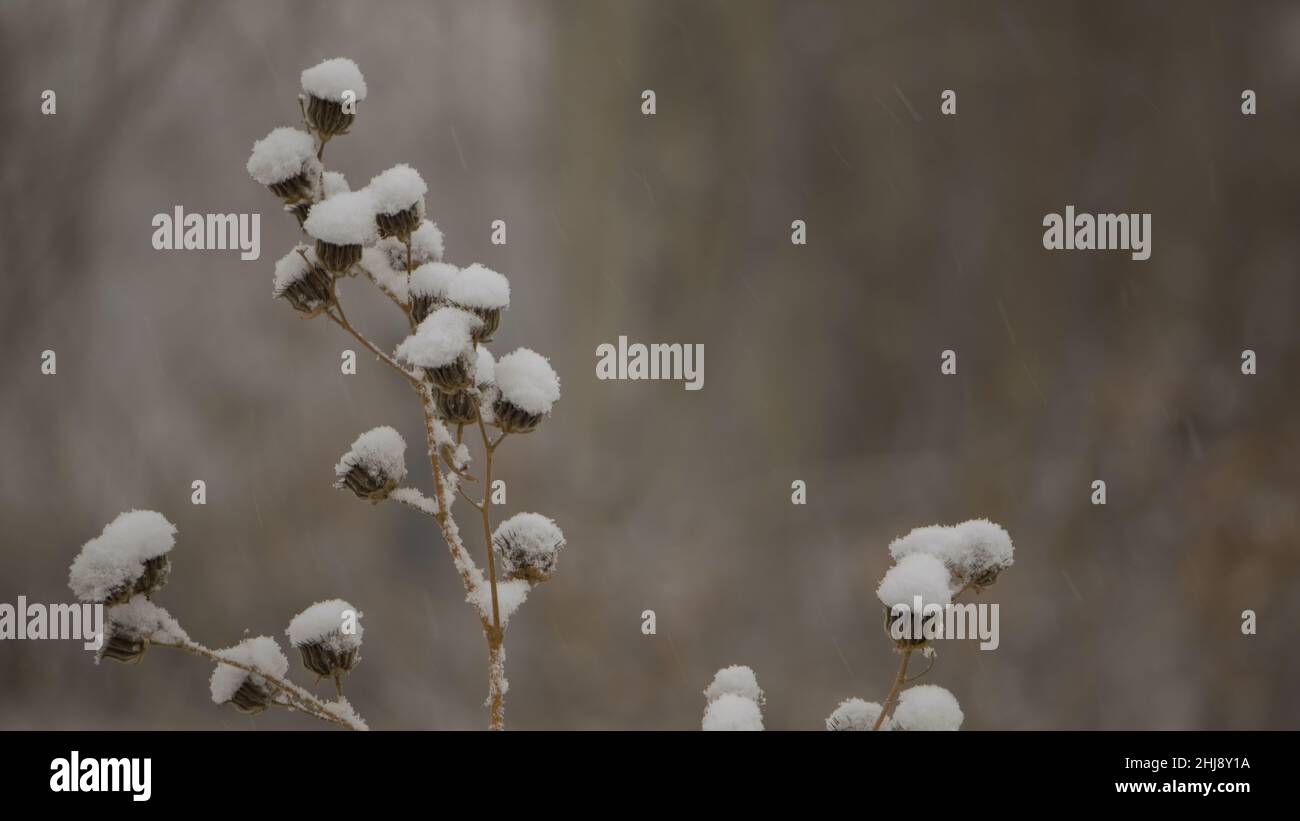 Dog's-tail grass or Cynosurus cristatus covered in snow Stock Photo - Alamy