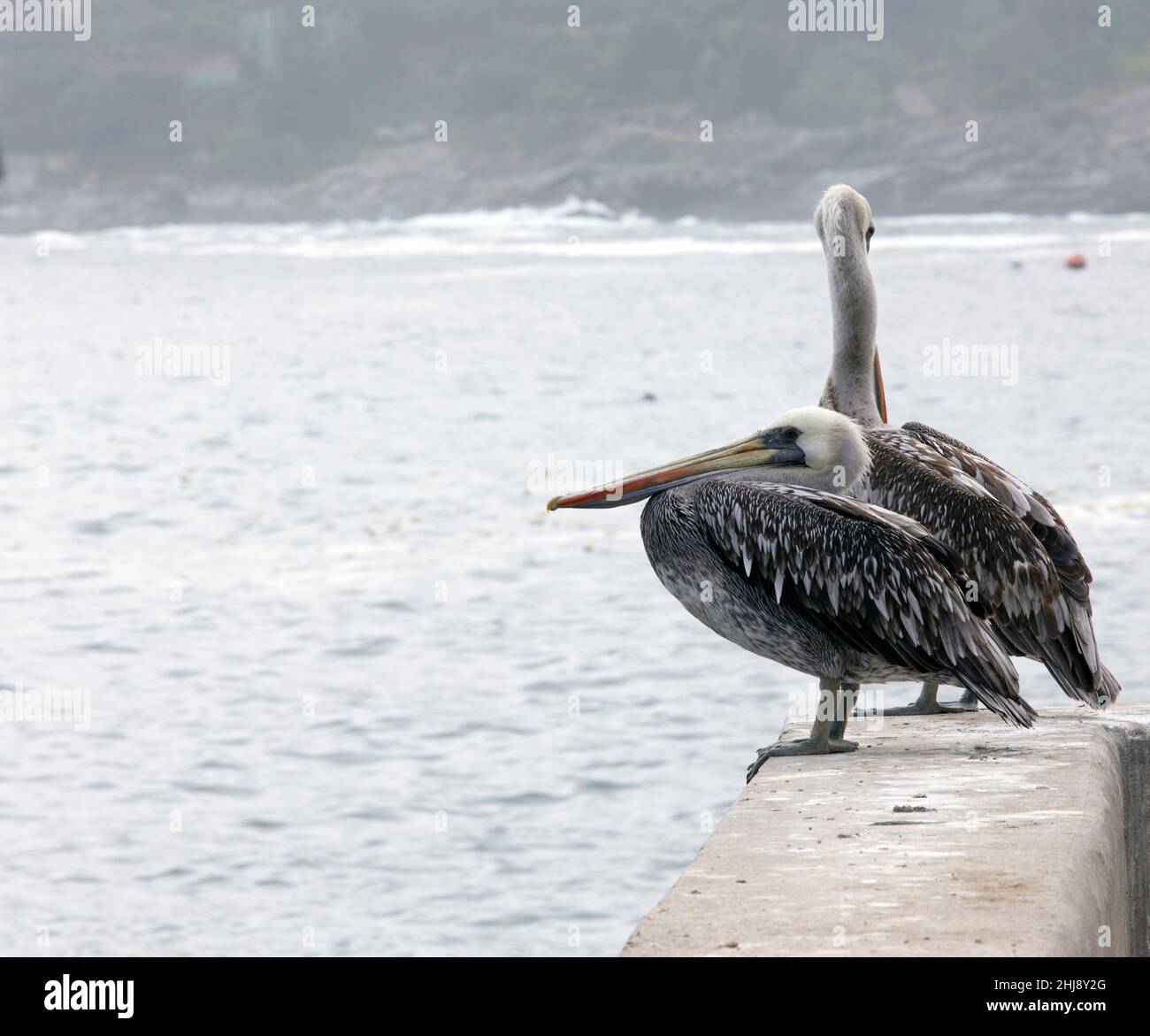 Photo of two Peruvian pelicans in front of sea Stock Photo - Alamy