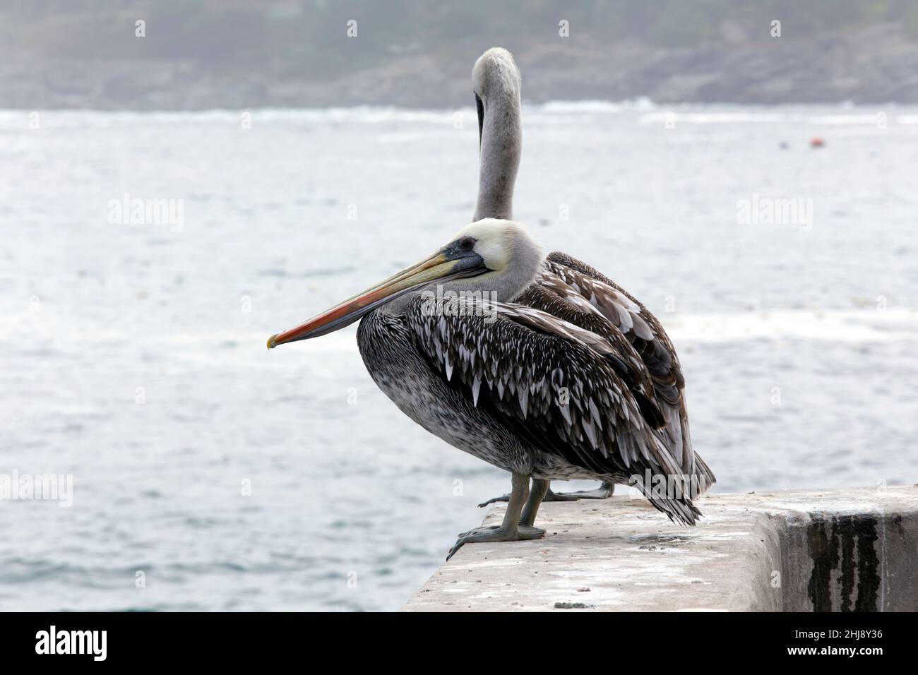 Pelicans on coast peru paracas hi-res stock photography and images - Alamy
