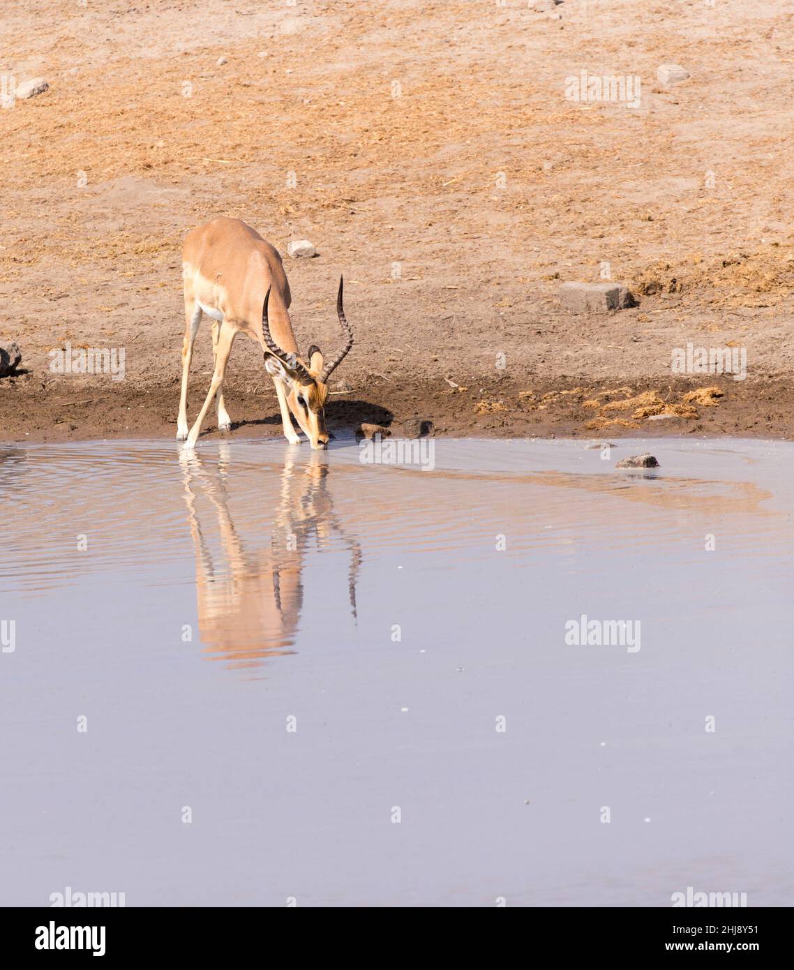 Picture of impala drinking water in Namibia Stock Photo - Alamy