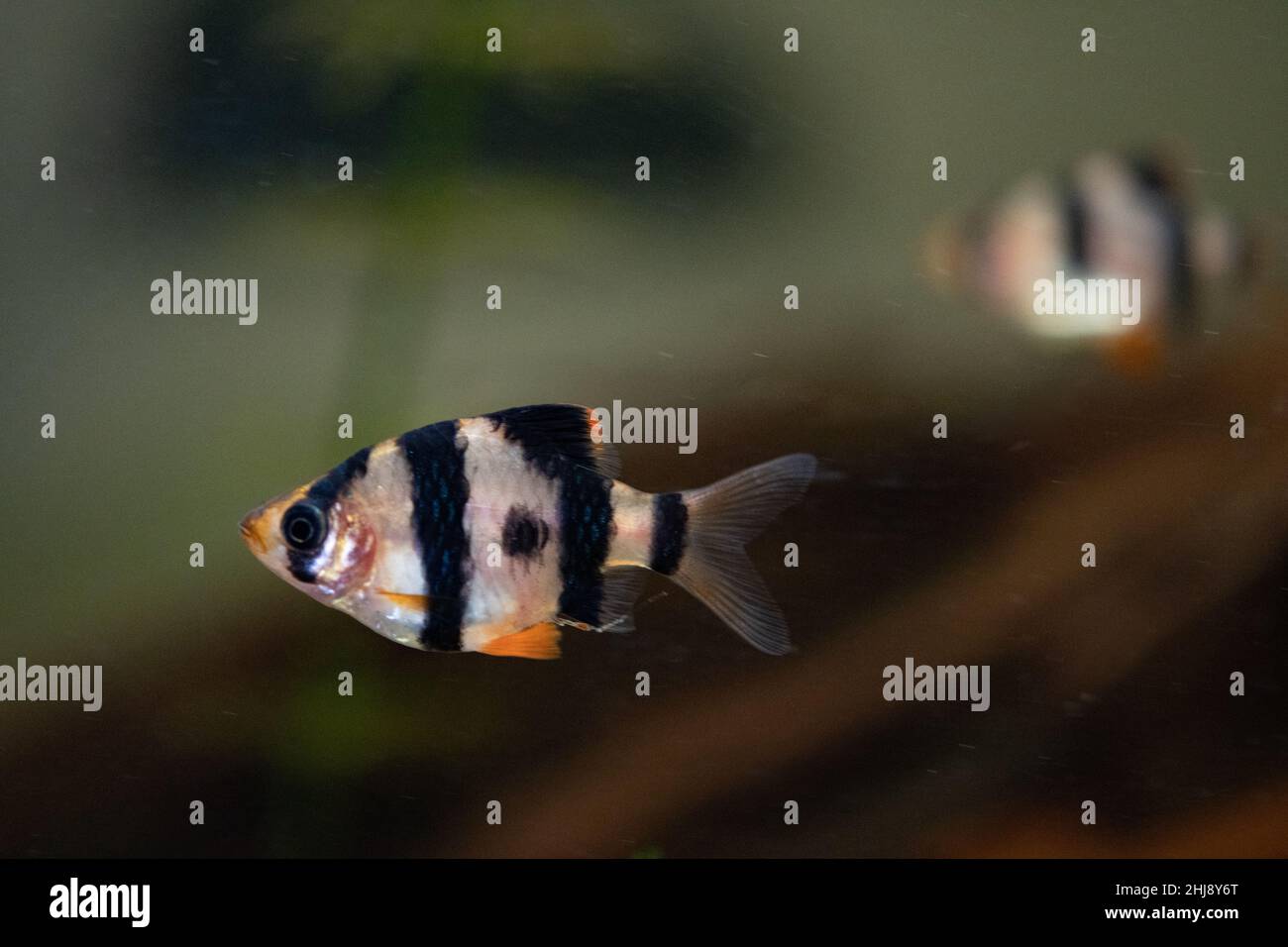 tiger barbs in a aquarium Stock Photo - Alamy