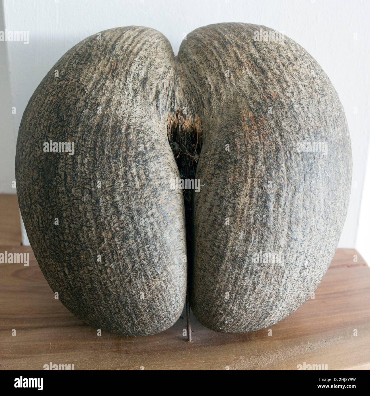 A close view of coco de mer in Sychelles Stock Photo - Alamy
