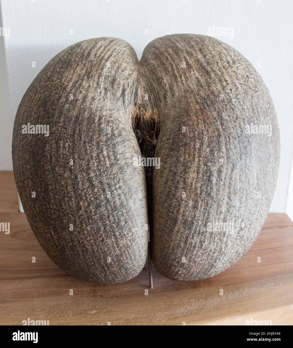 Coco de mer fruits hi-res stock photography and images - Alamy