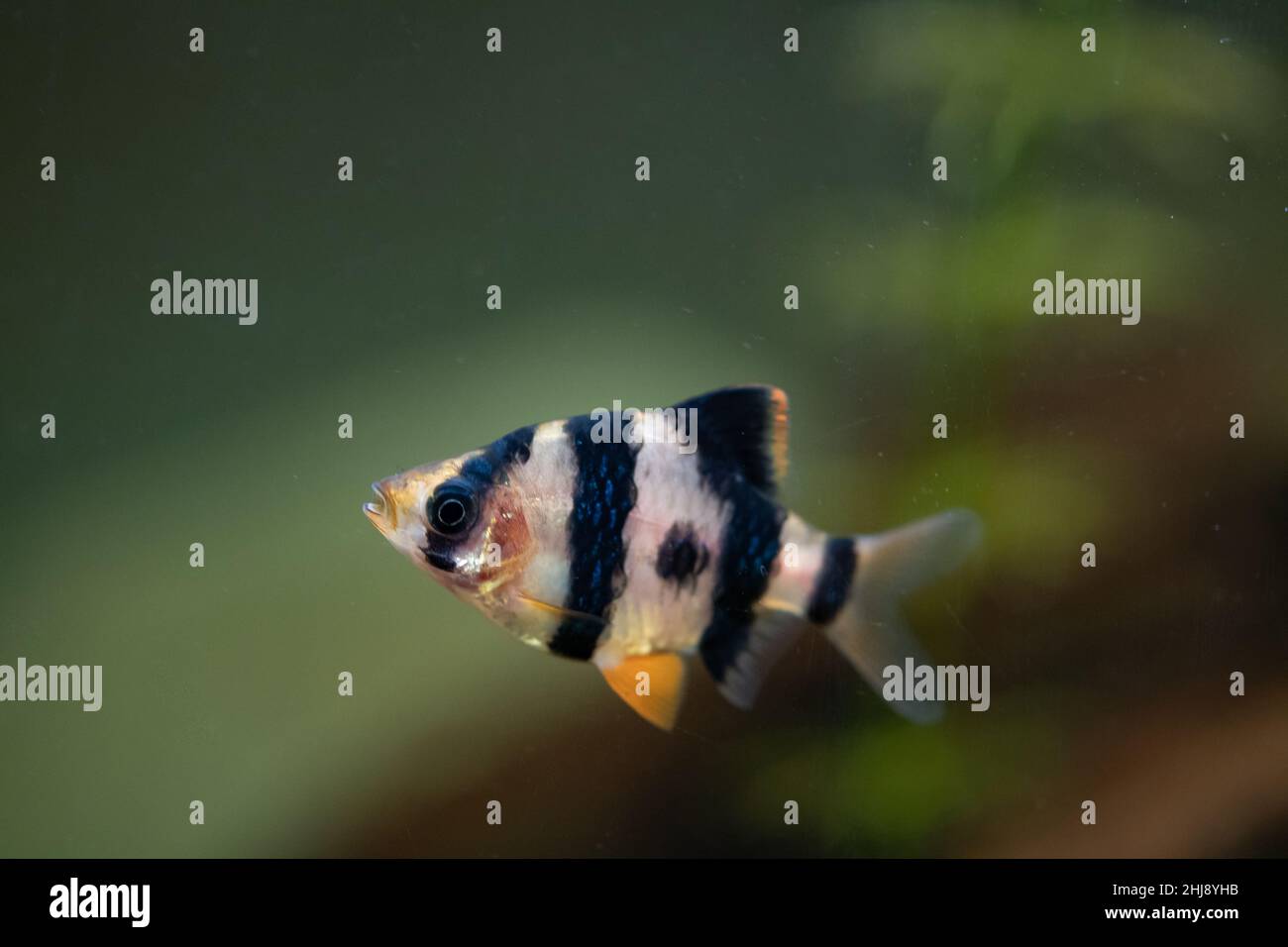 Tiger barb hi-res stock photography and images - Alamy