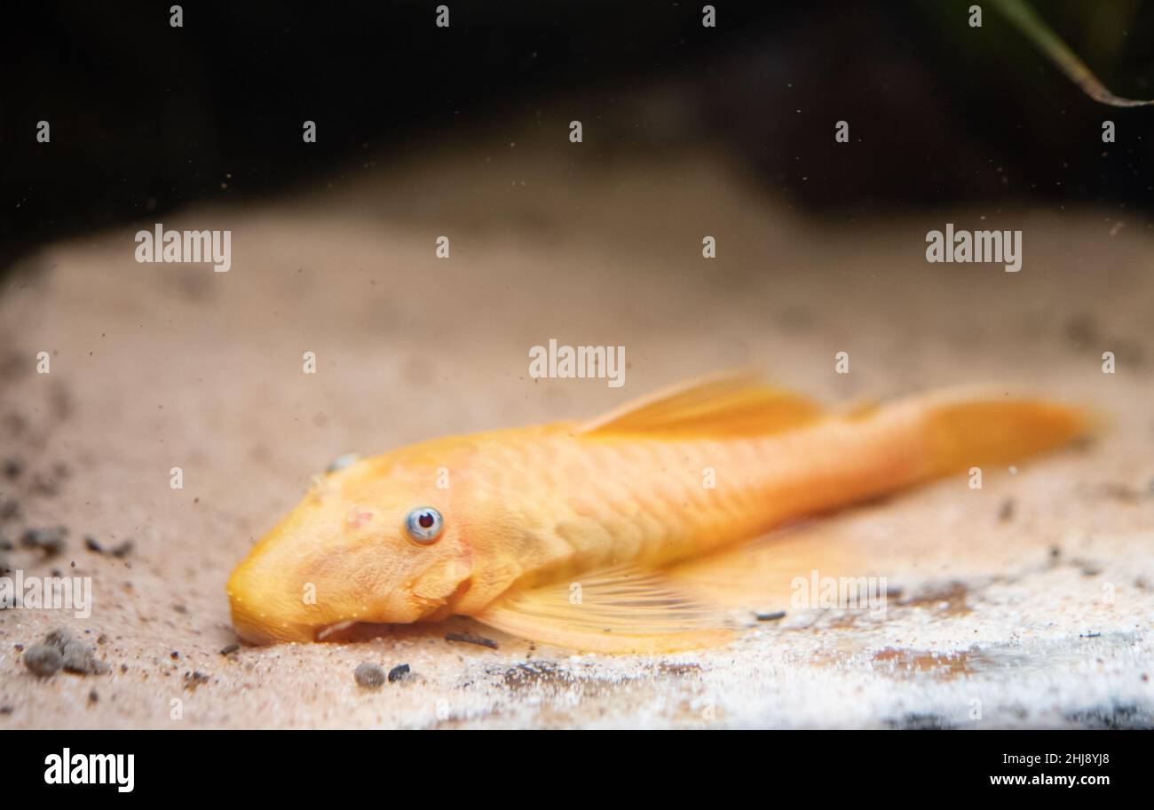 Pleco hi-res stock photography and images - Alamy
