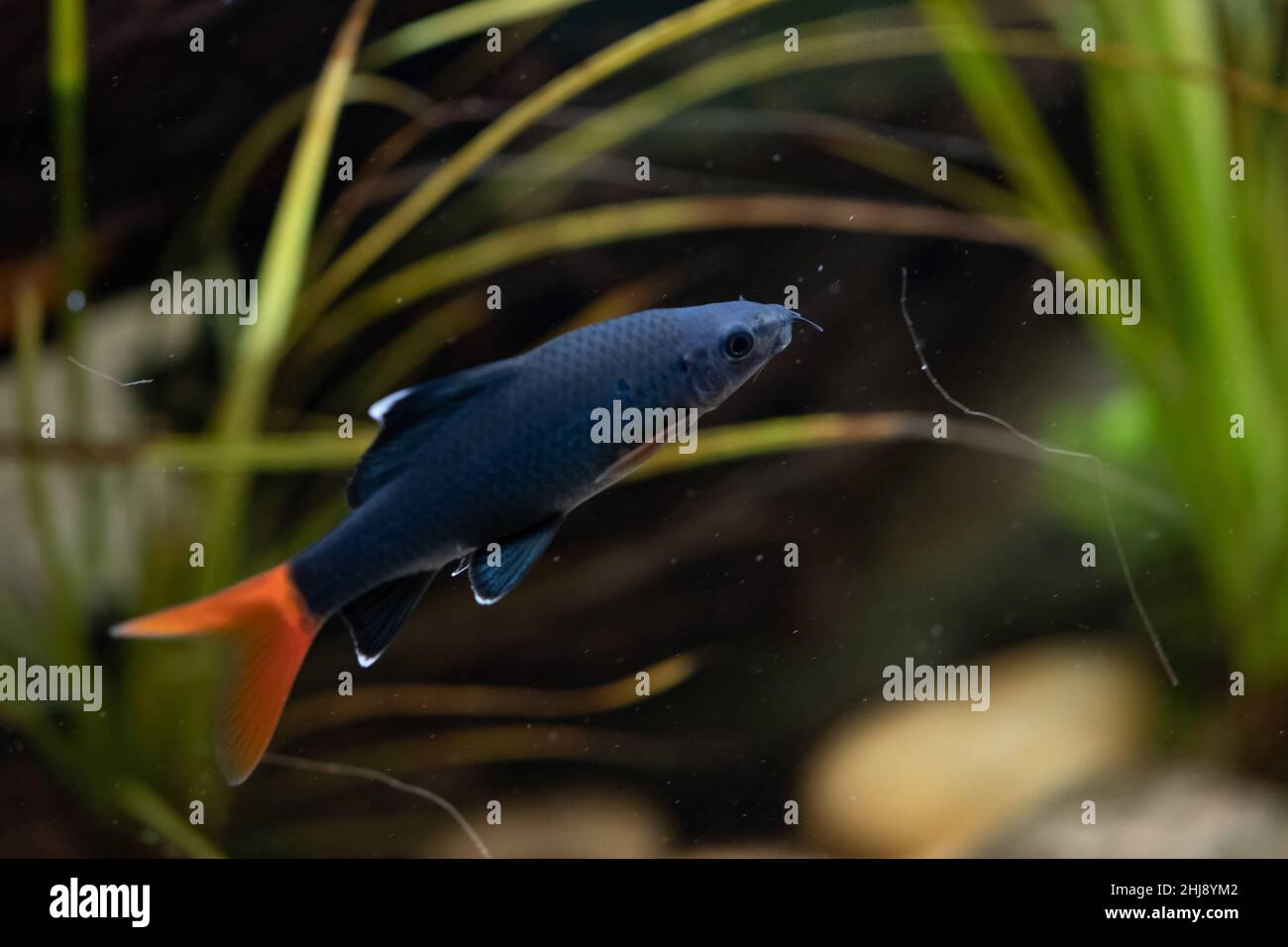 Fire tail shark hi-res stock photography and images - Alamy