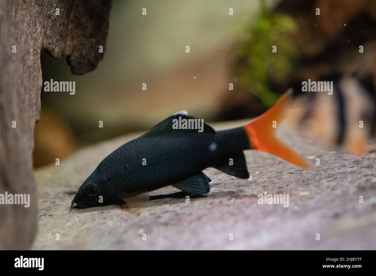 Red tailed shark hi-res stock photography and images - Alamy