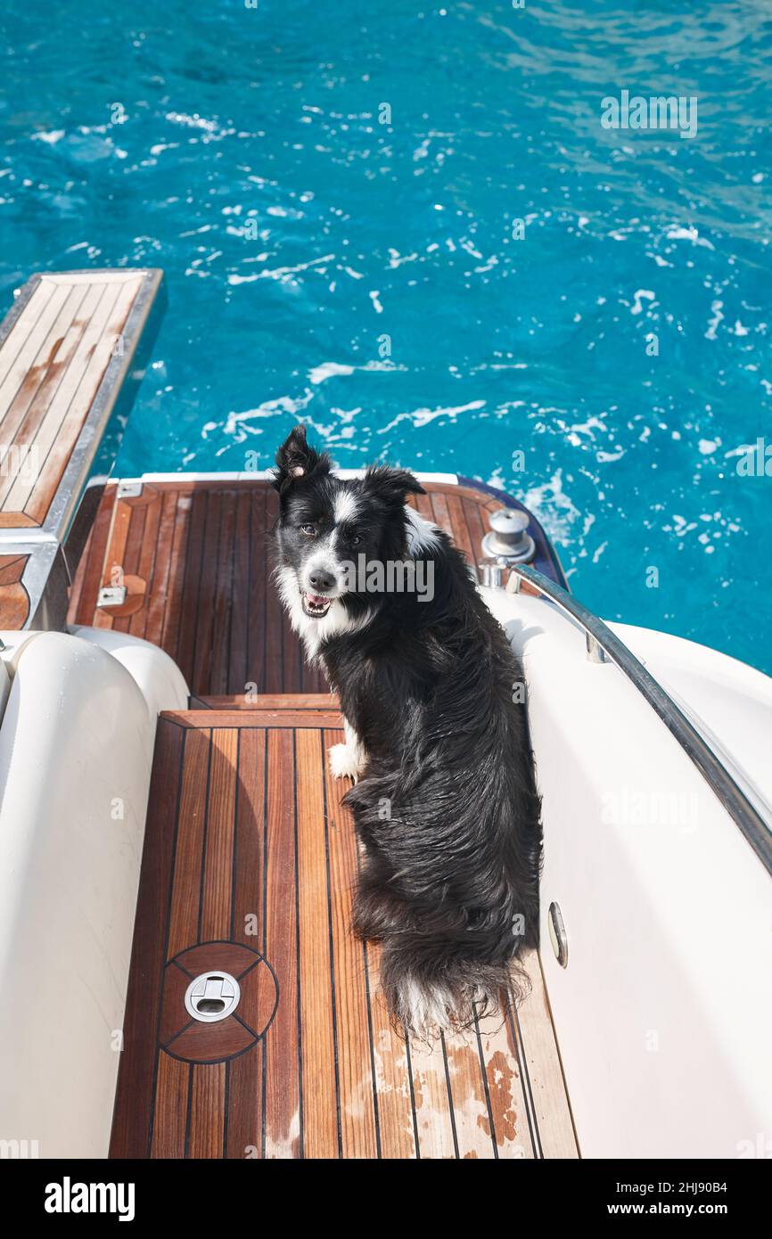 Happy border collie dog on the deck of yacht Stock Photo - Alamy