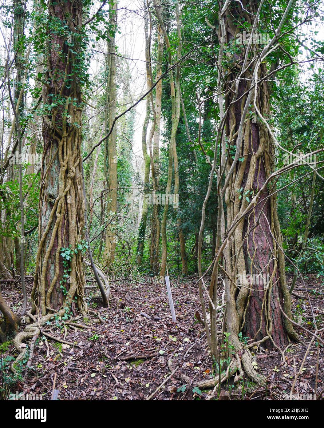 Kenley common hi-res stock photography and images - Alamy