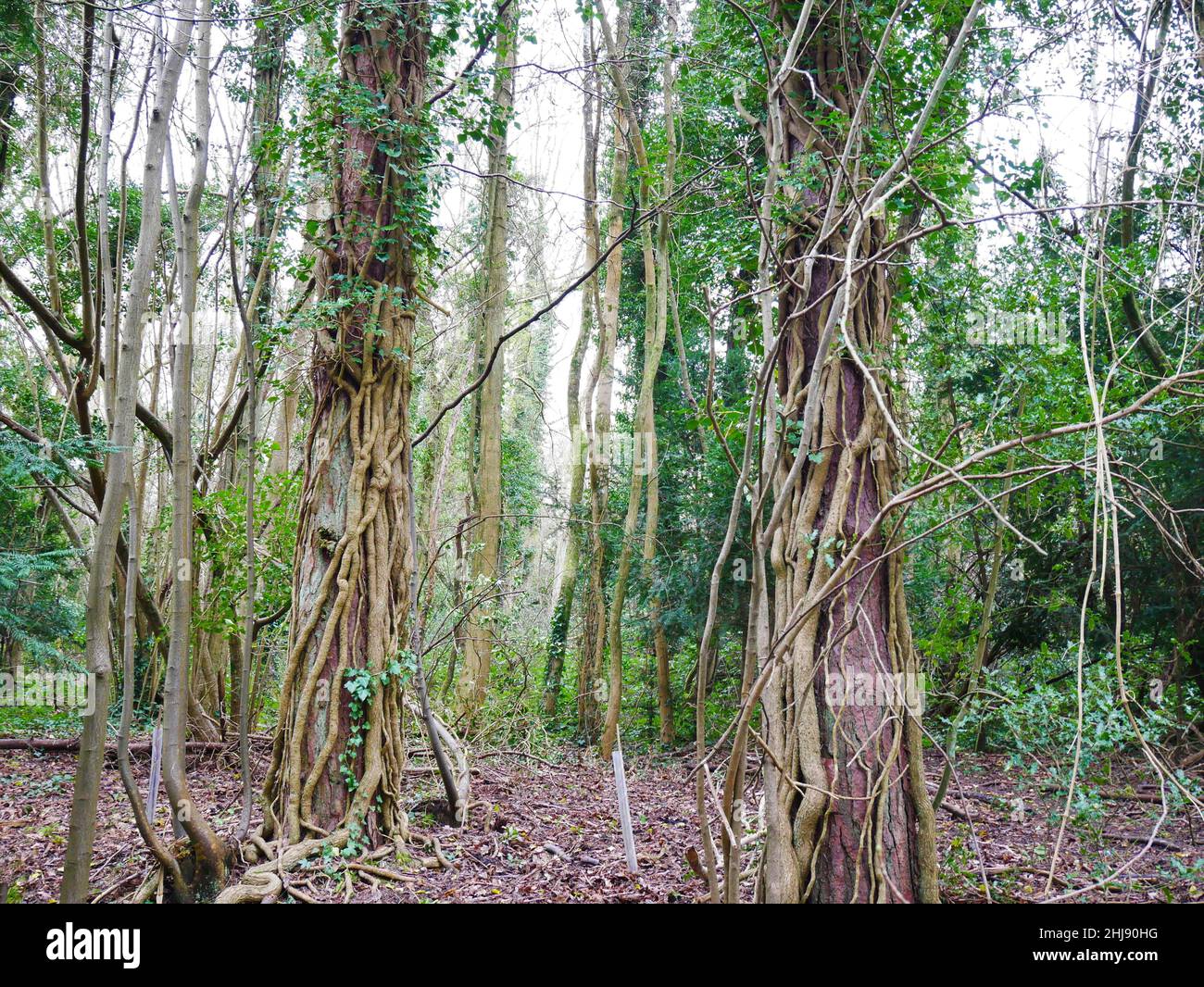 Kenley common hi-res stock photography and images - Alamy