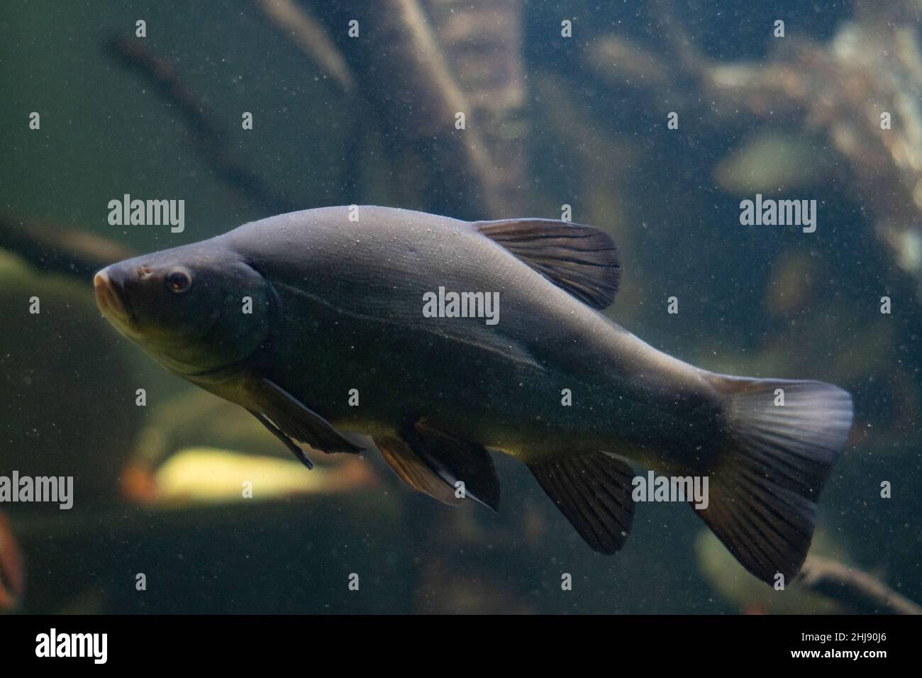 large adult tench in a aquarium Stock Photo - Alamy