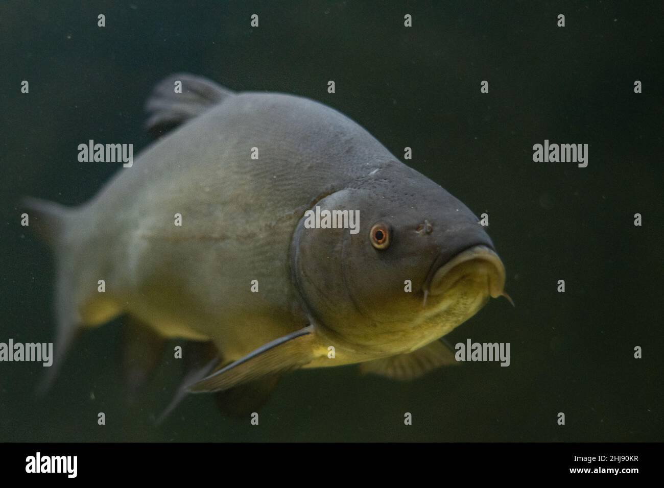 Adult with tench hi-res stock photography and images - Alamy
