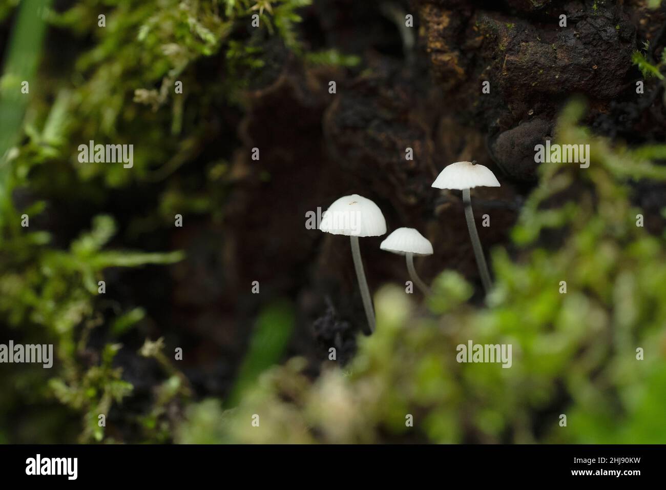 Three little White angels bonnet mycena Mushroom Fungi in a forest ...