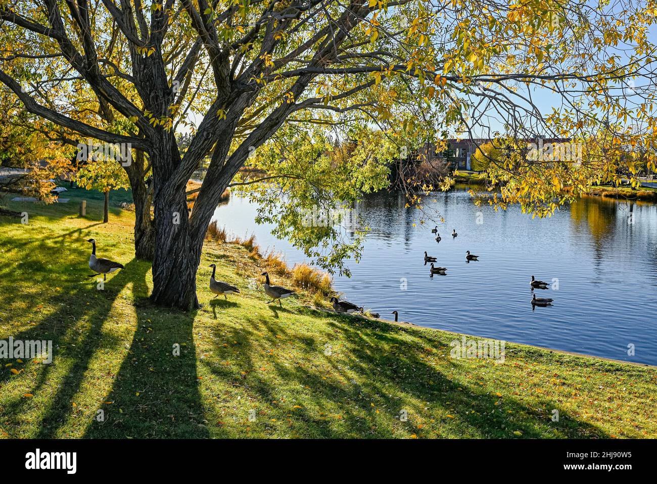 Canada geese, Broadmoor Lake Park, Sherwood Park, Alberta, Canada Stock ...