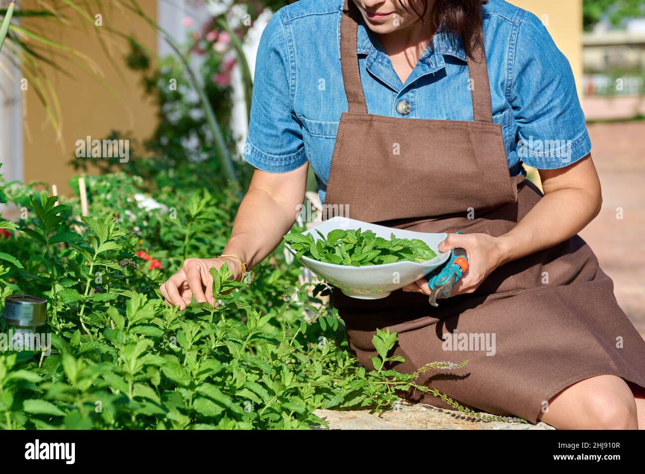 Close-up of hands harvesting fresh mint in a bowl Stock Photo - Alamy