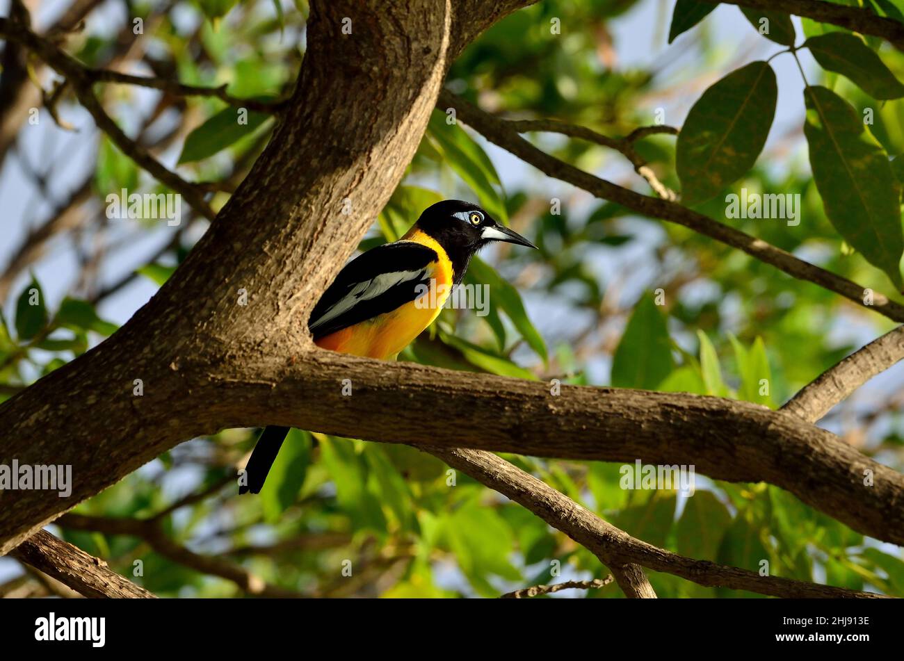 Orange-Trupial, Weißflügeltrupial, Venezuelan troupial, Icterus icterus ...