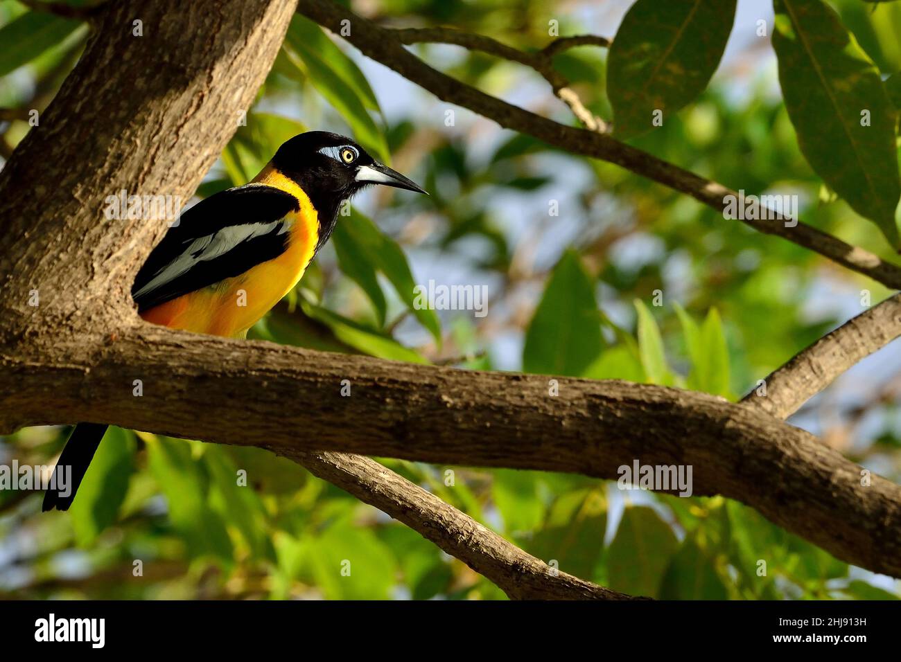 Orange-Trupial, Weißflügeltrupial, Venezuelan troupial, Icterus icterus ...